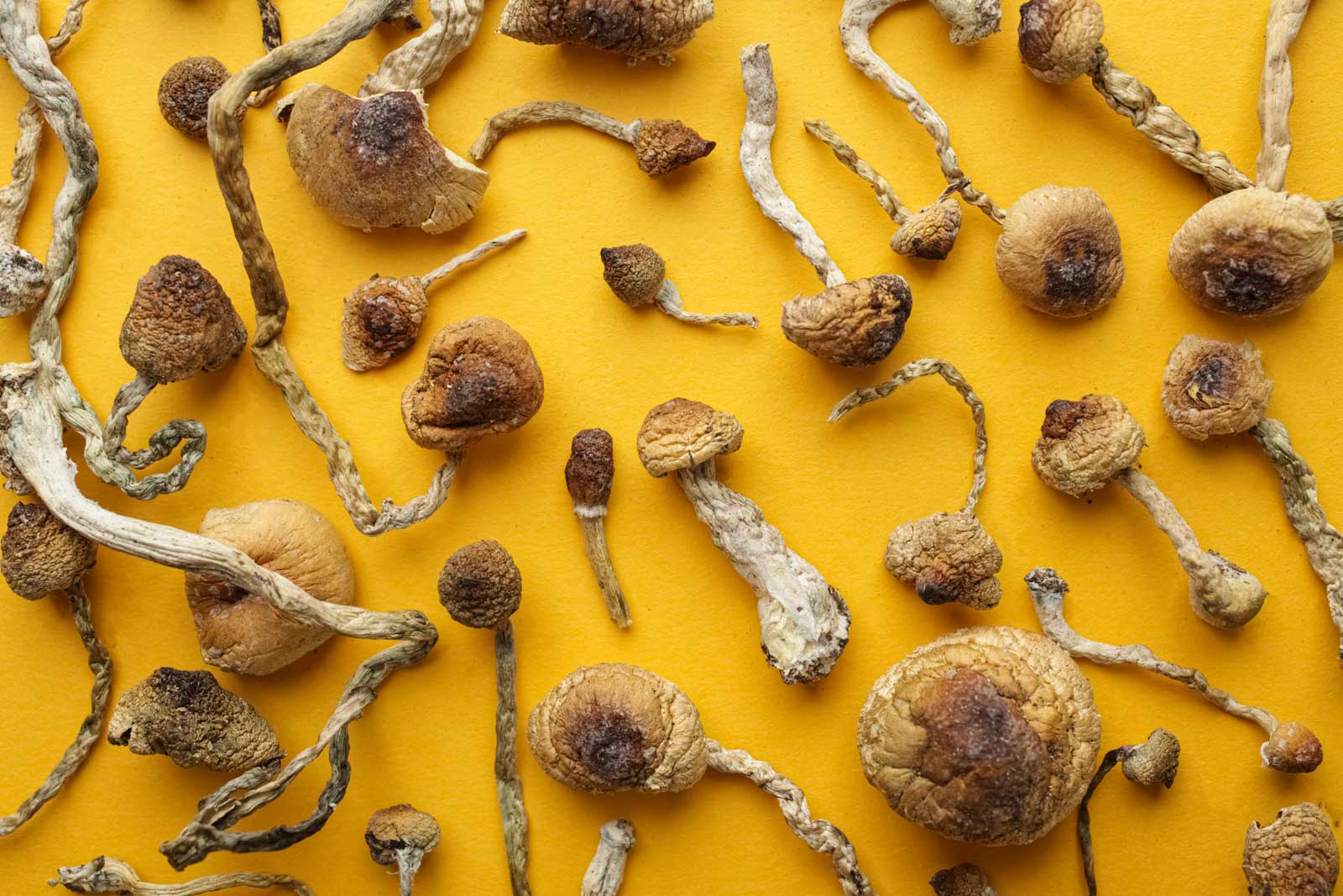 Psilocybin Mushroom Dosage Guidelines | Dr. P. Delic