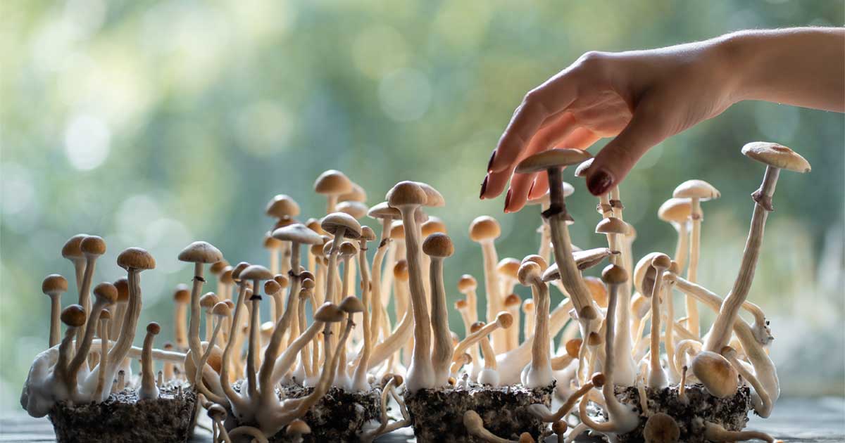 How Long Does Psilocybin Stay in Your System? | Dr. P. Delic
